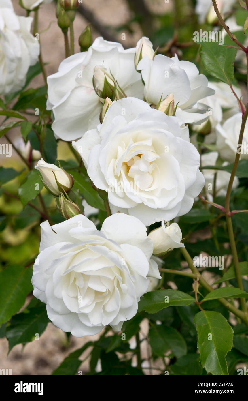 Rosa iceberg floribunda hi-res stock photography and images - Alamy