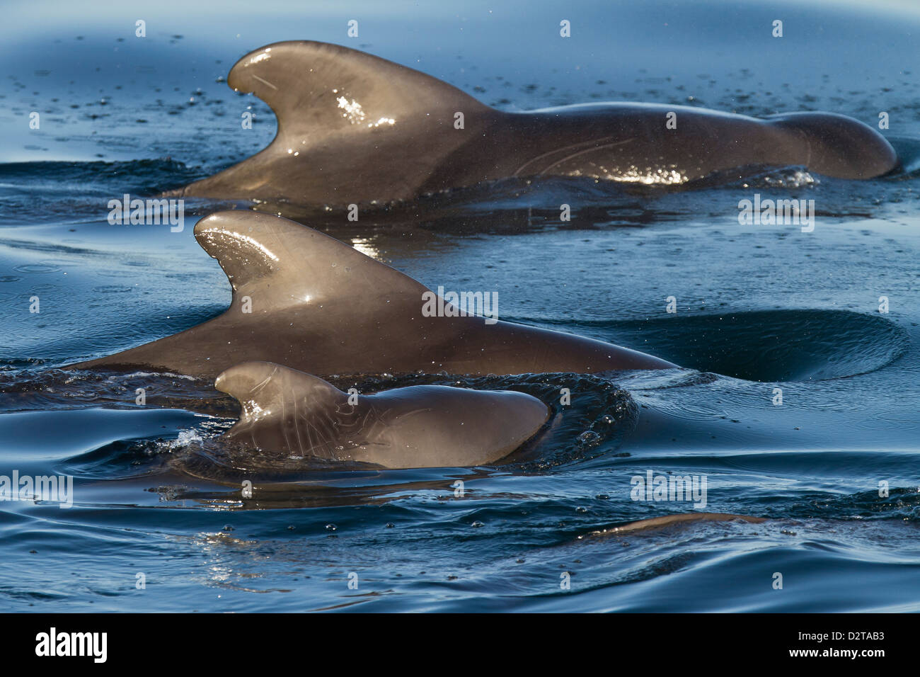 Short-finned pilot whale cow and calf, Isla San Pedro Martir, Gulf of ...