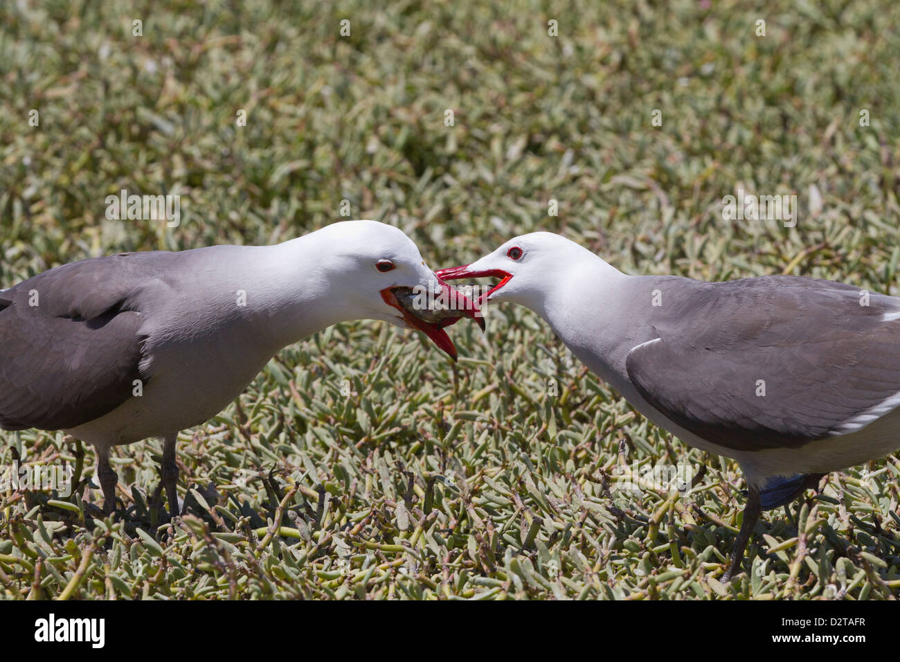 Animals giving sharing hi-res stock photography and images - Alamy