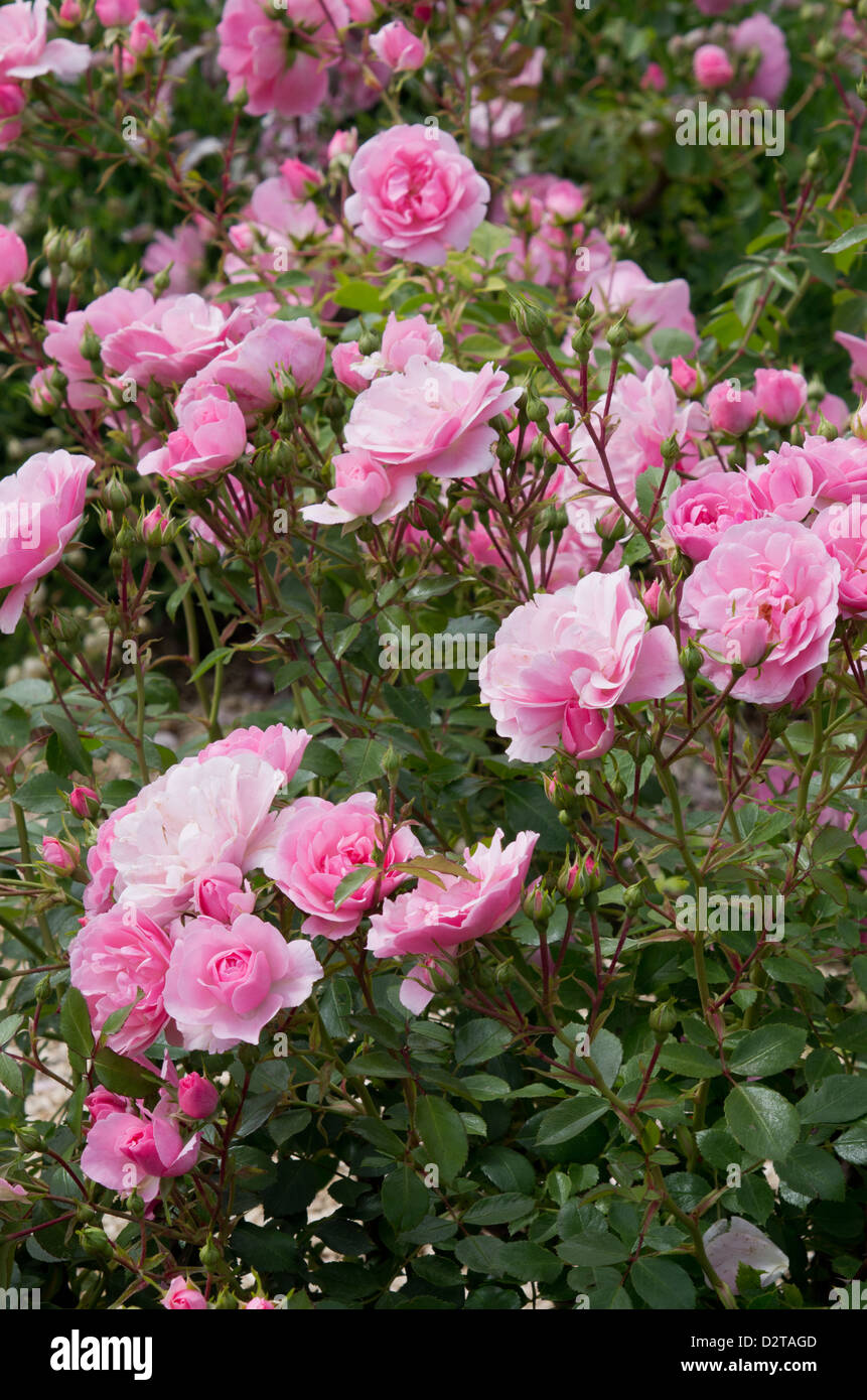 Bonica shrub rose hi-res stock photography and images - Alamy