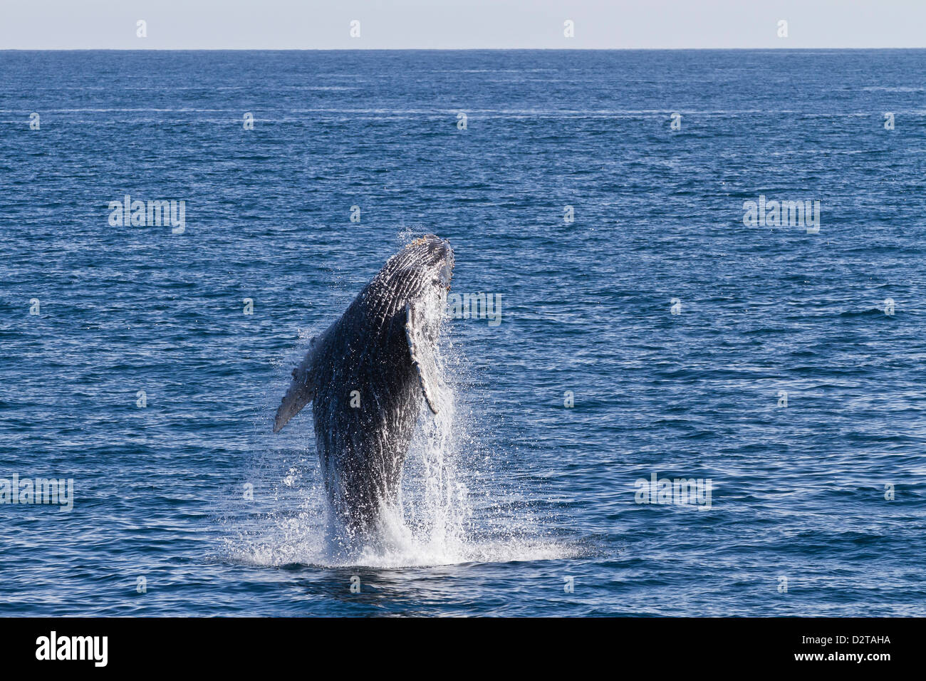 Humpback whale (Megaptera novaeangliae) calf breach, Gulf of California ...