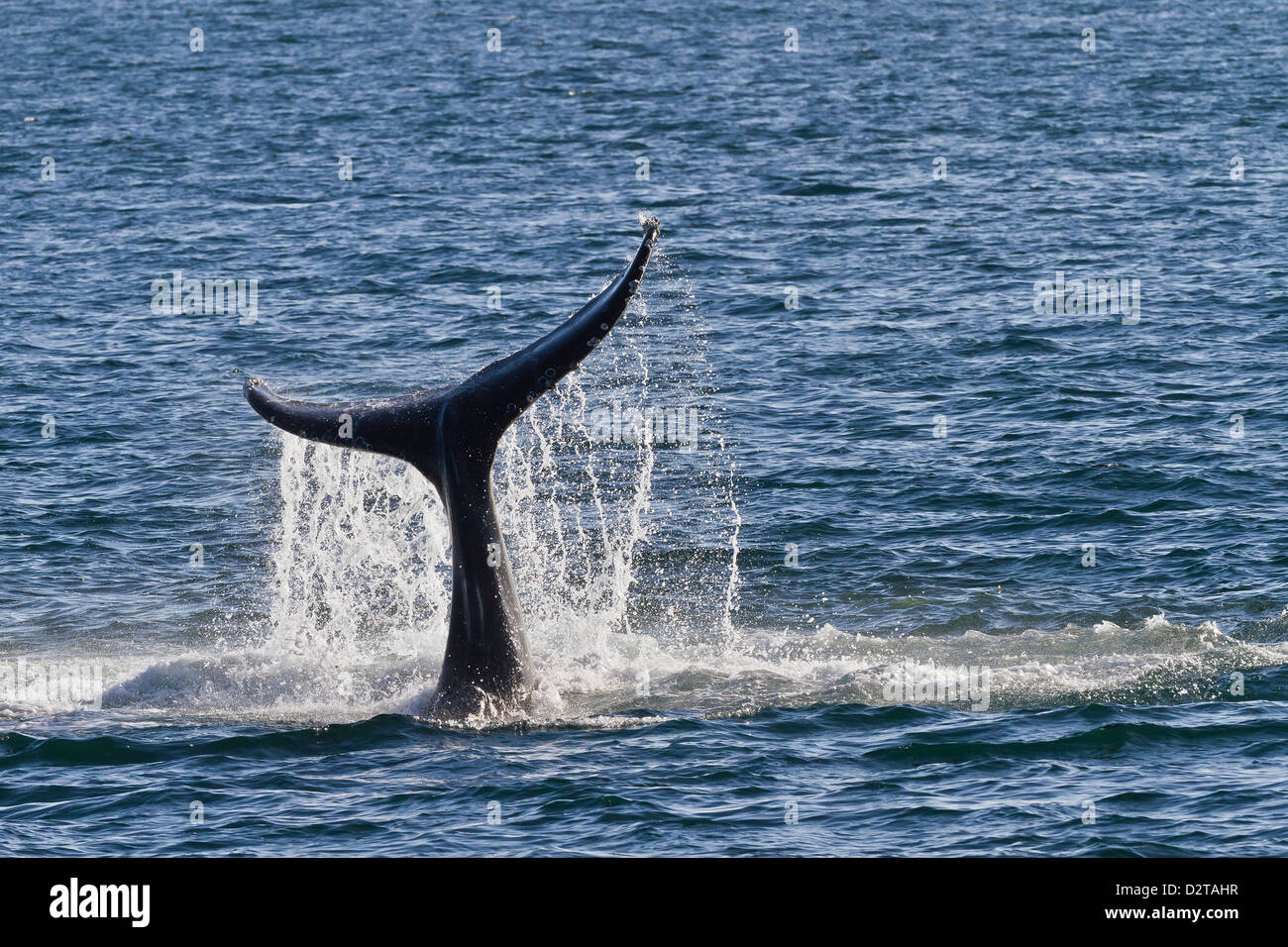 Tail slap hi-res stock photography and images - Alamy