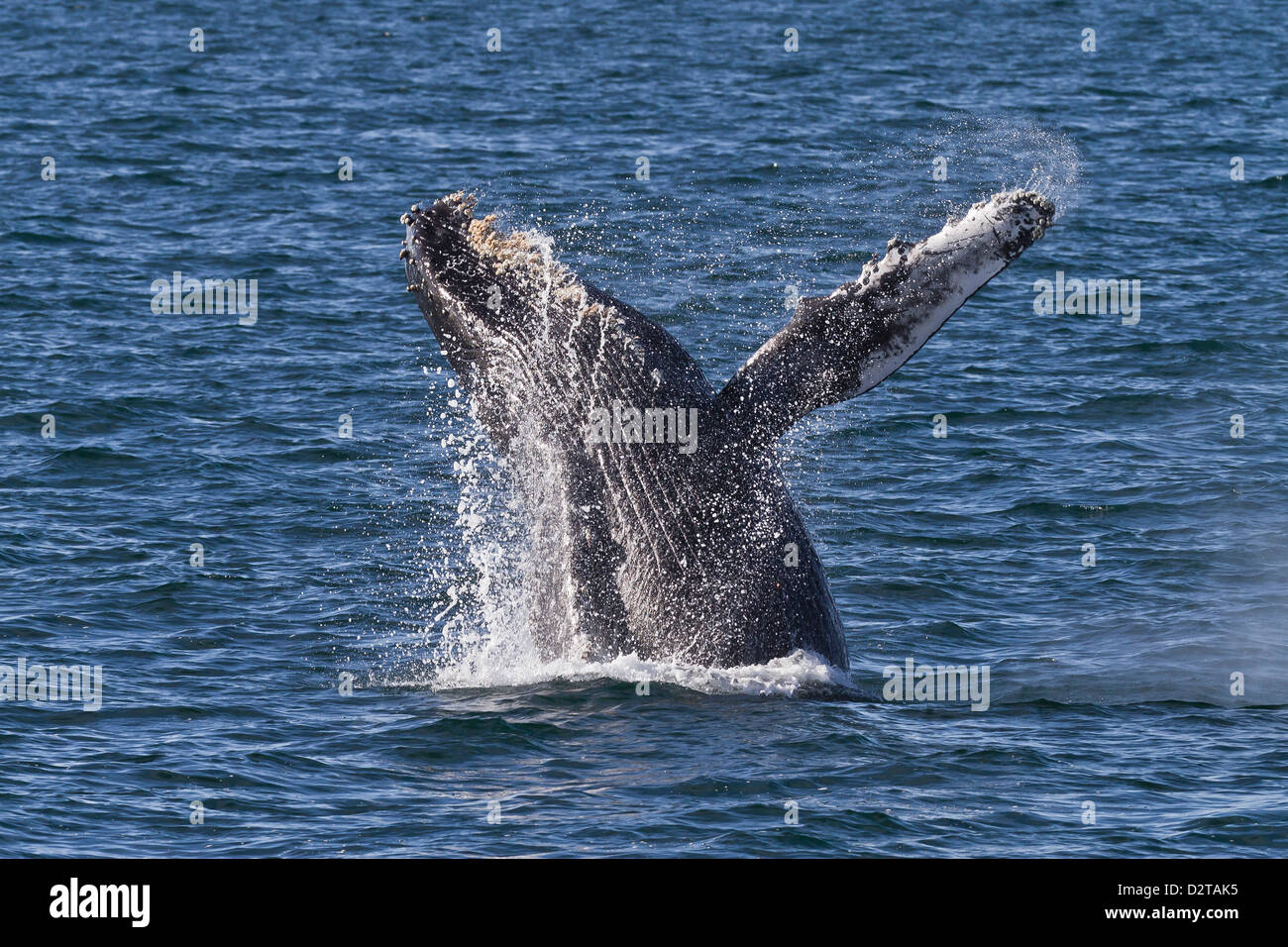 Humpback whale breaching california hi-res stock photography and images ...