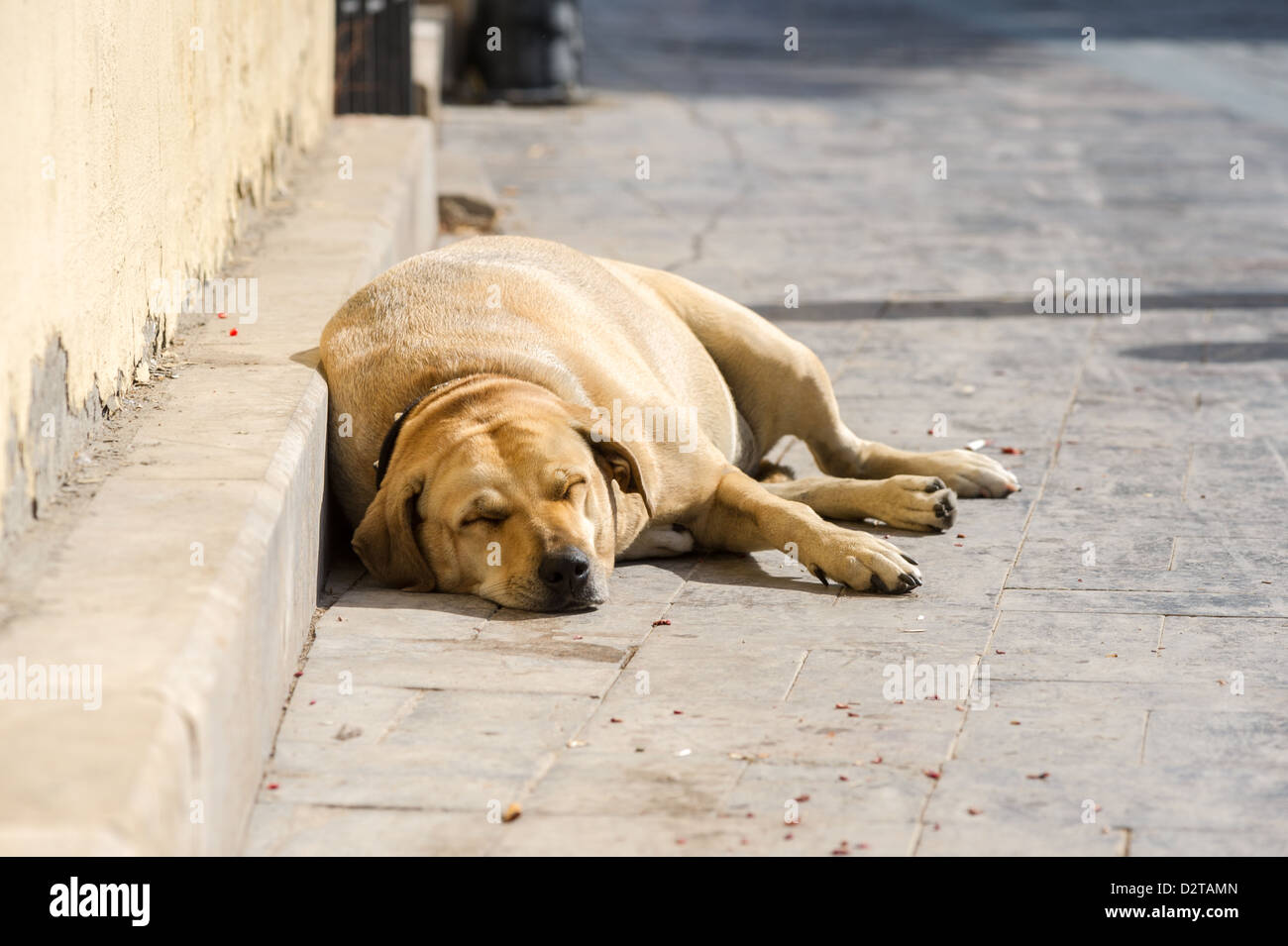 Pregnant homeless hi-res stock photography and images - Alamy