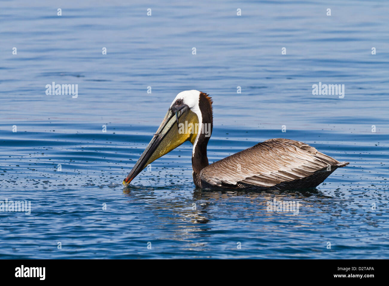 Pelican fish hi-res stock photography and images - Alamy