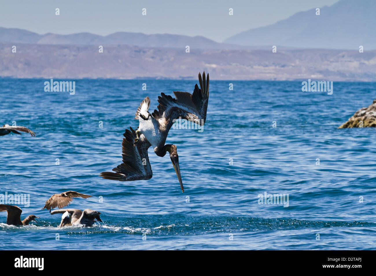 Juvenile brown pelican (Pelecanus occidentalis) plunge-diving, Gulf of ...