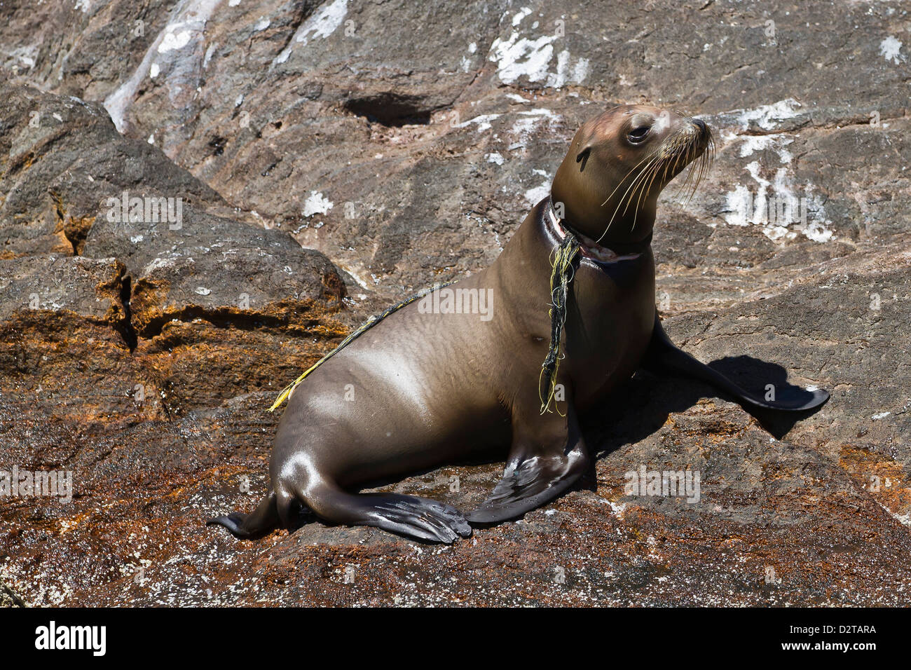 California sea lion pup entangled in net, Los Islotes, Baja California ...