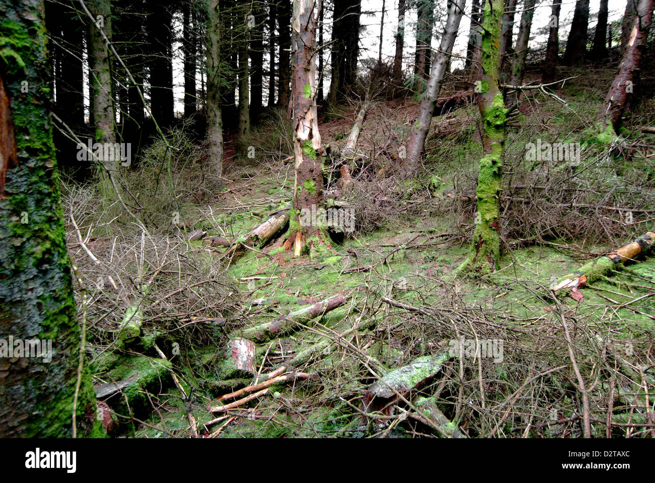trees in clearing woods Stock Photo - Alamy