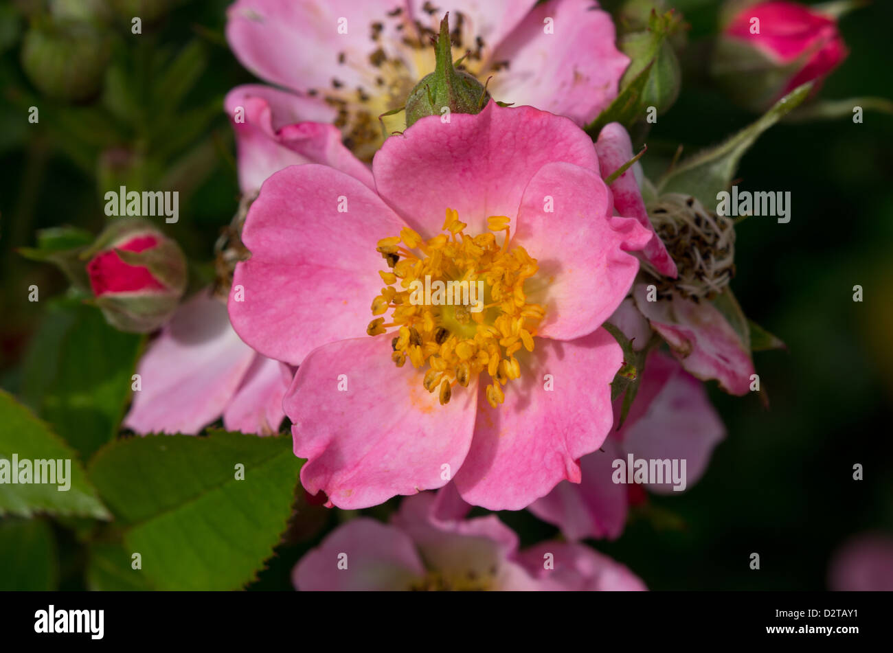 Torch plant hi-res stock photography and images - Alamy