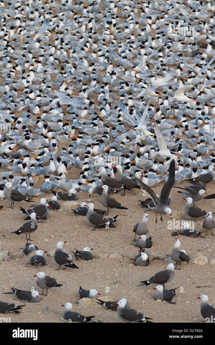 Elegant tern and Heermann's gull breeding colony, Isla Rasa, Gulf of ...