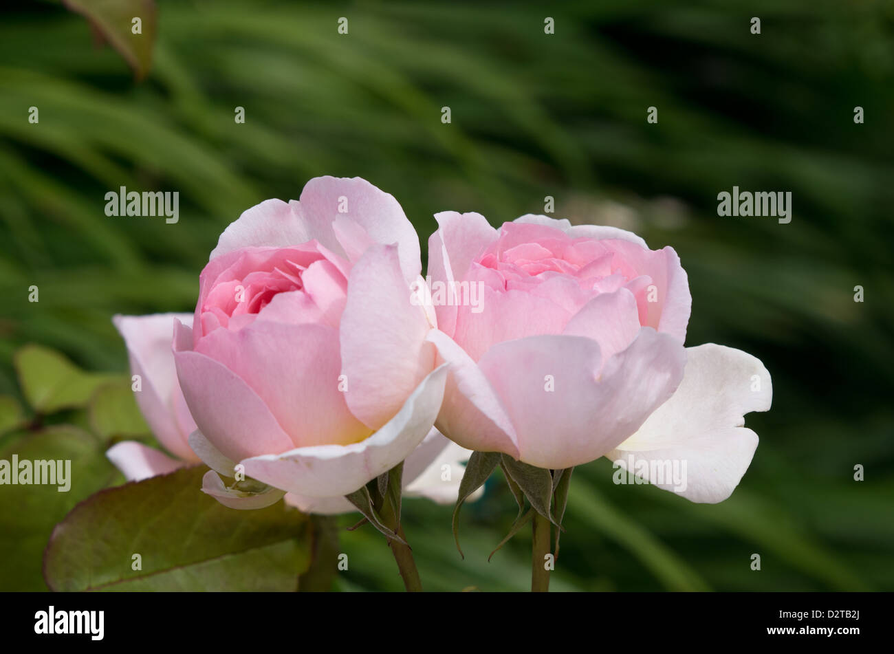 Rose Sharifa Asma Stock Photo - Alamy