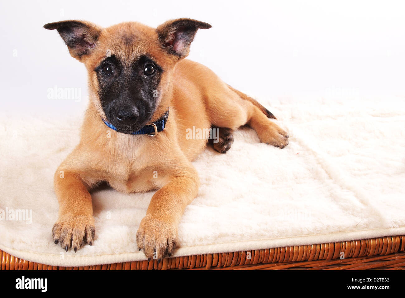 Malinois puppy against white background Stock Photo - Alamy