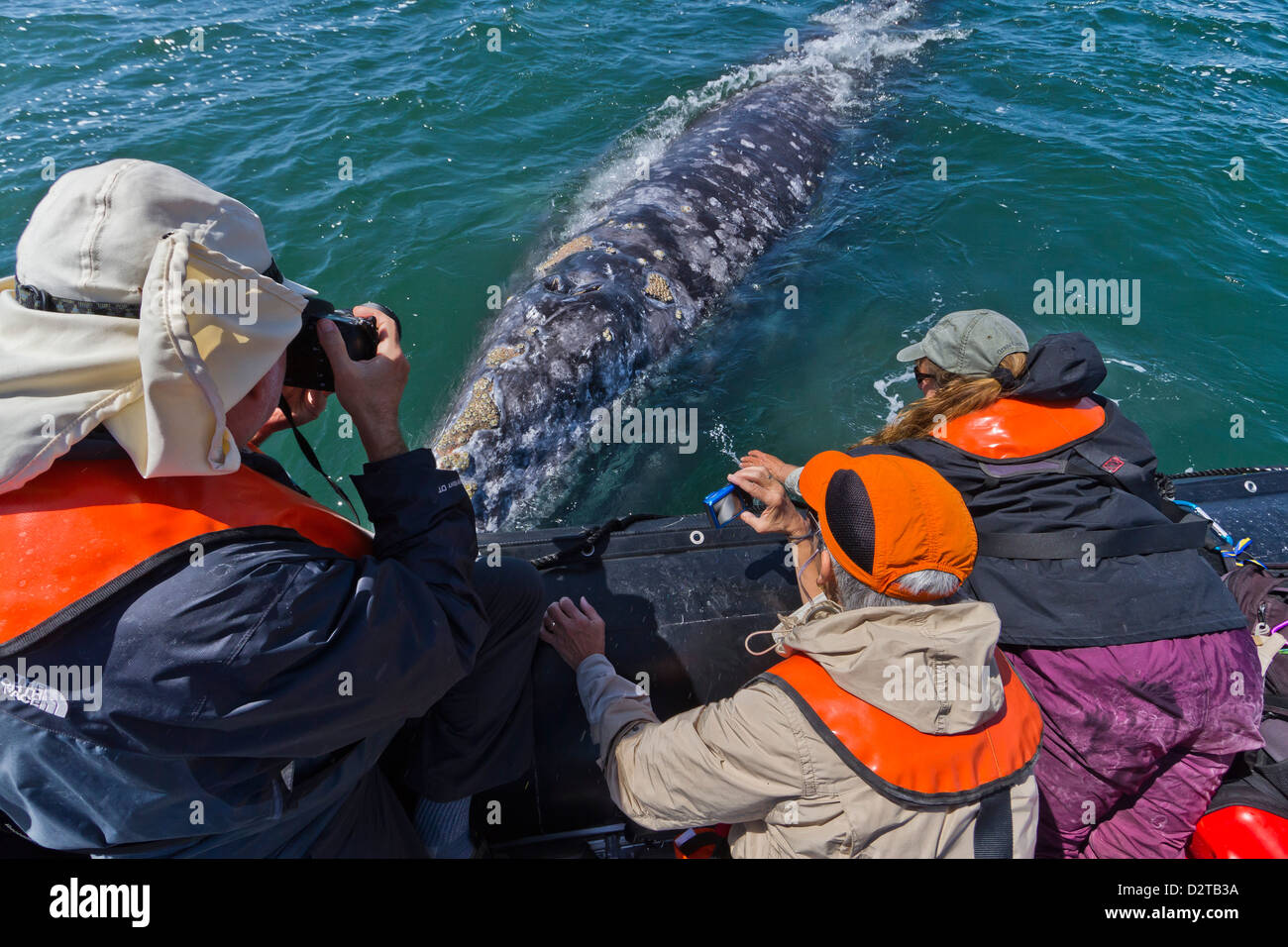 California gray whale (Eschrichtius robustus) and excited whale ...