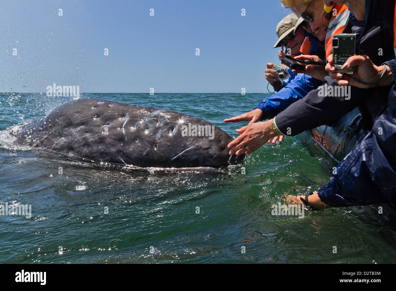 California gray whale (Eschrichtius robustus) and excited whale ...