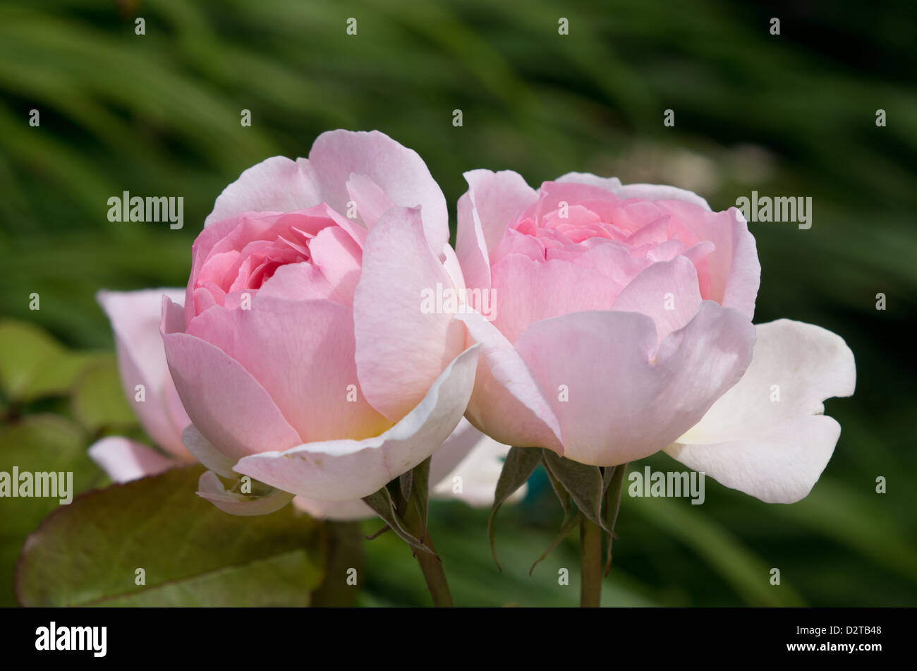 Rose Sharifa Asma Stock Photo - Alamy