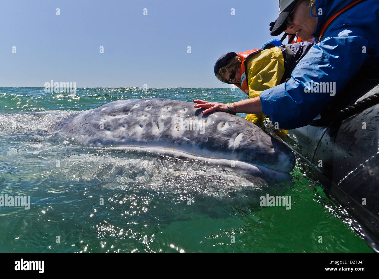 California gray whale (Eschrichtius robustus) and excited whale ...