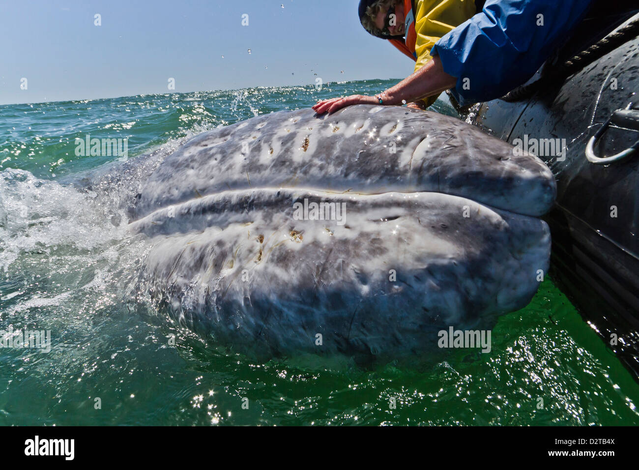 California gray whale (Eschrichtius robustus) and excited whale ...