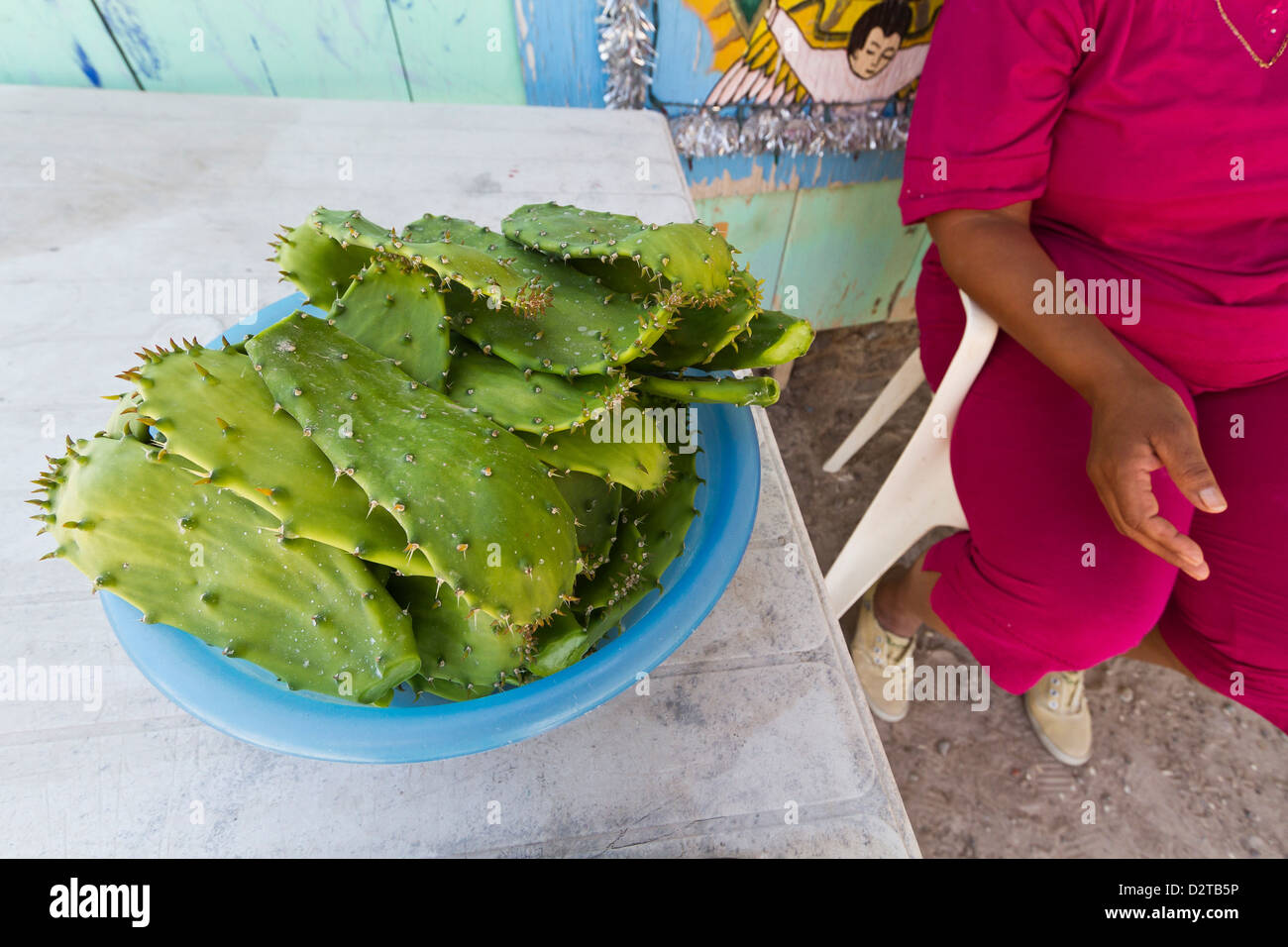Nopalitos (cactus), Isla San Marcos, Gulf of California (Sea of Cortez ...
