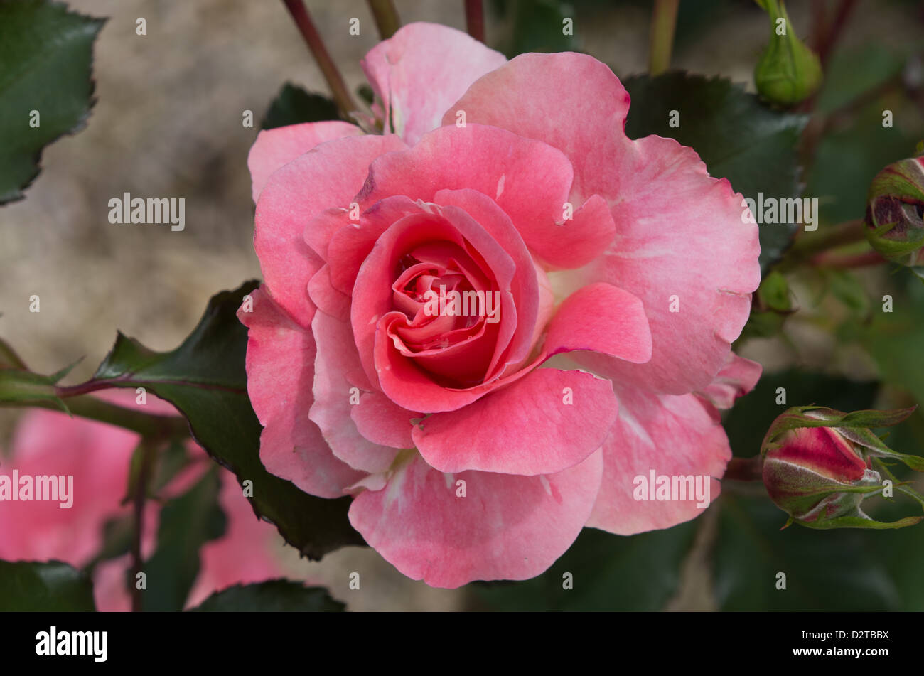 Delbard High Resolution Stock Photography and Images - Alamy