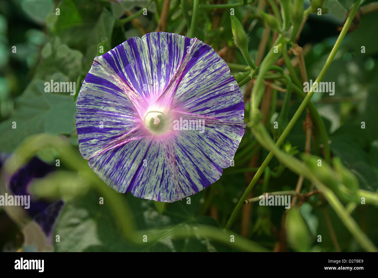 Floral disc with splash of vivid colours Stock Photo - Alamy