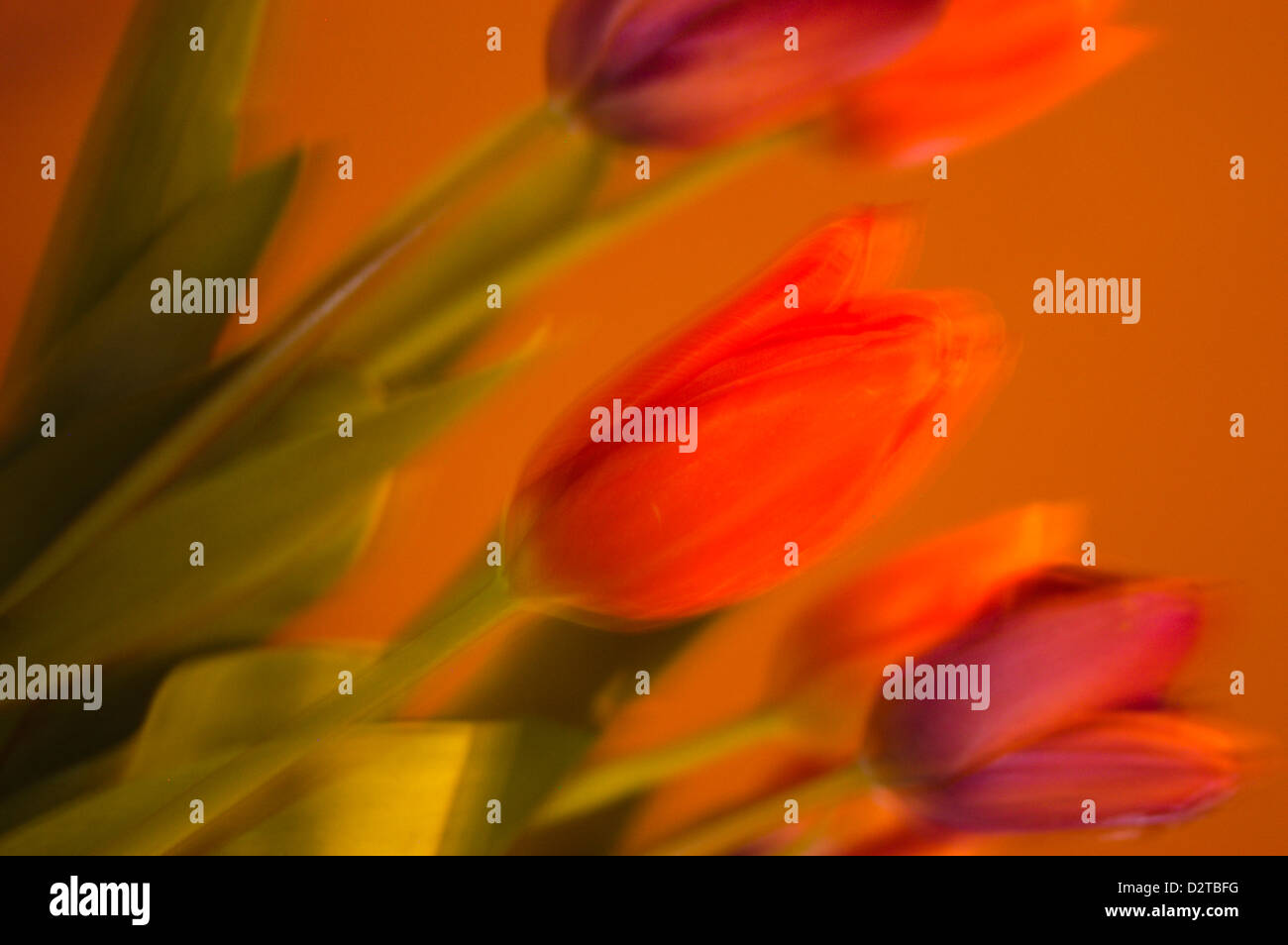 Light color flowers hi-res stock photography and images - Alamy