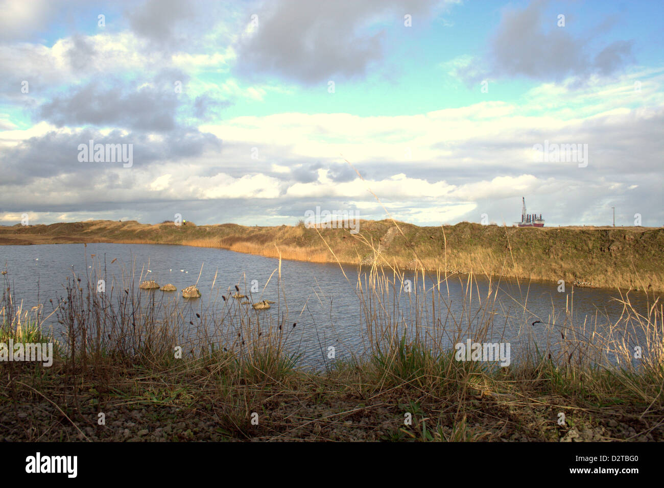 Marsh reeds hi-res stock photography and images - Alamy