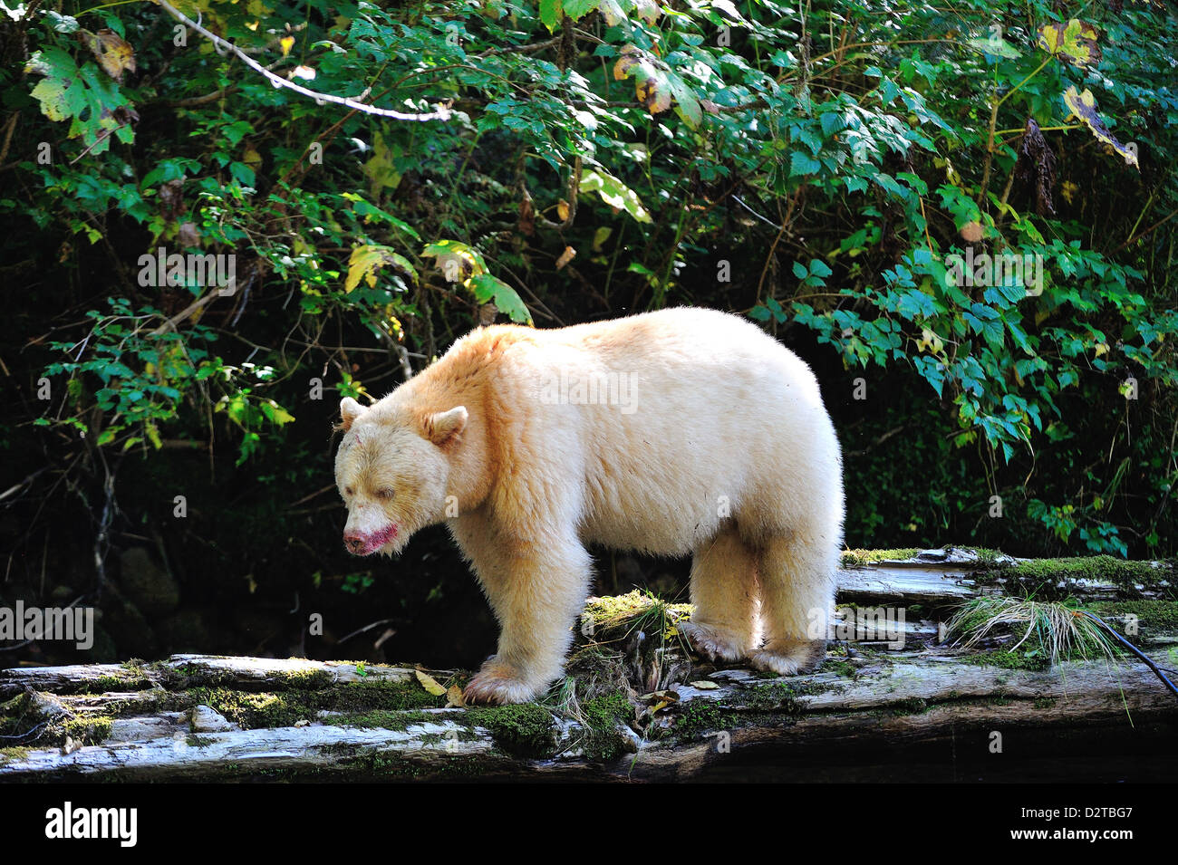 Spirit bear (Kermode bear), Great Bear Rainforest, British Columbia ...
