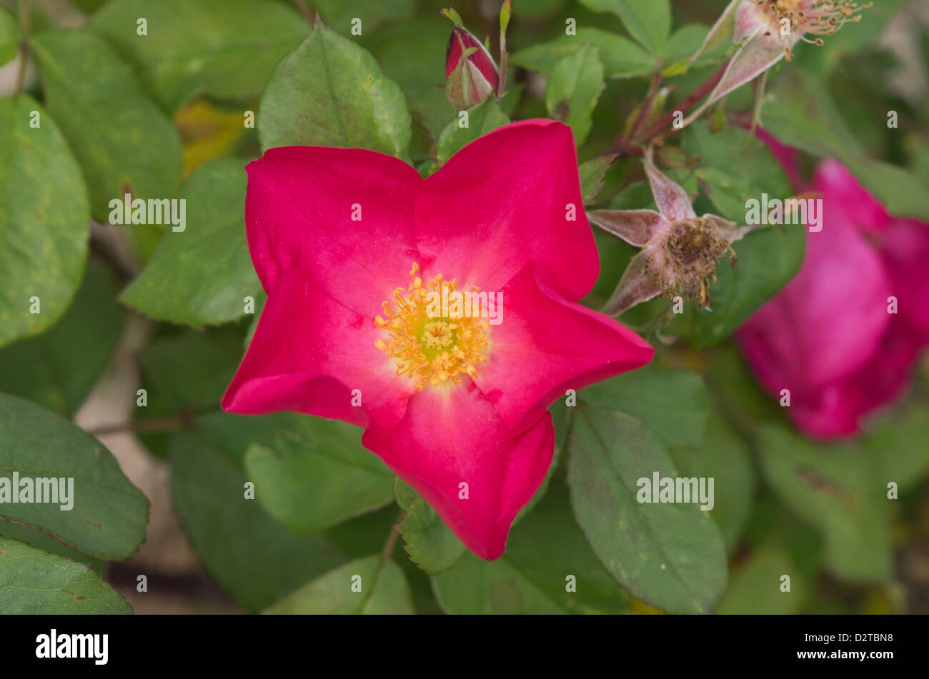 Rose of Picardy Stock Photo - Alamy