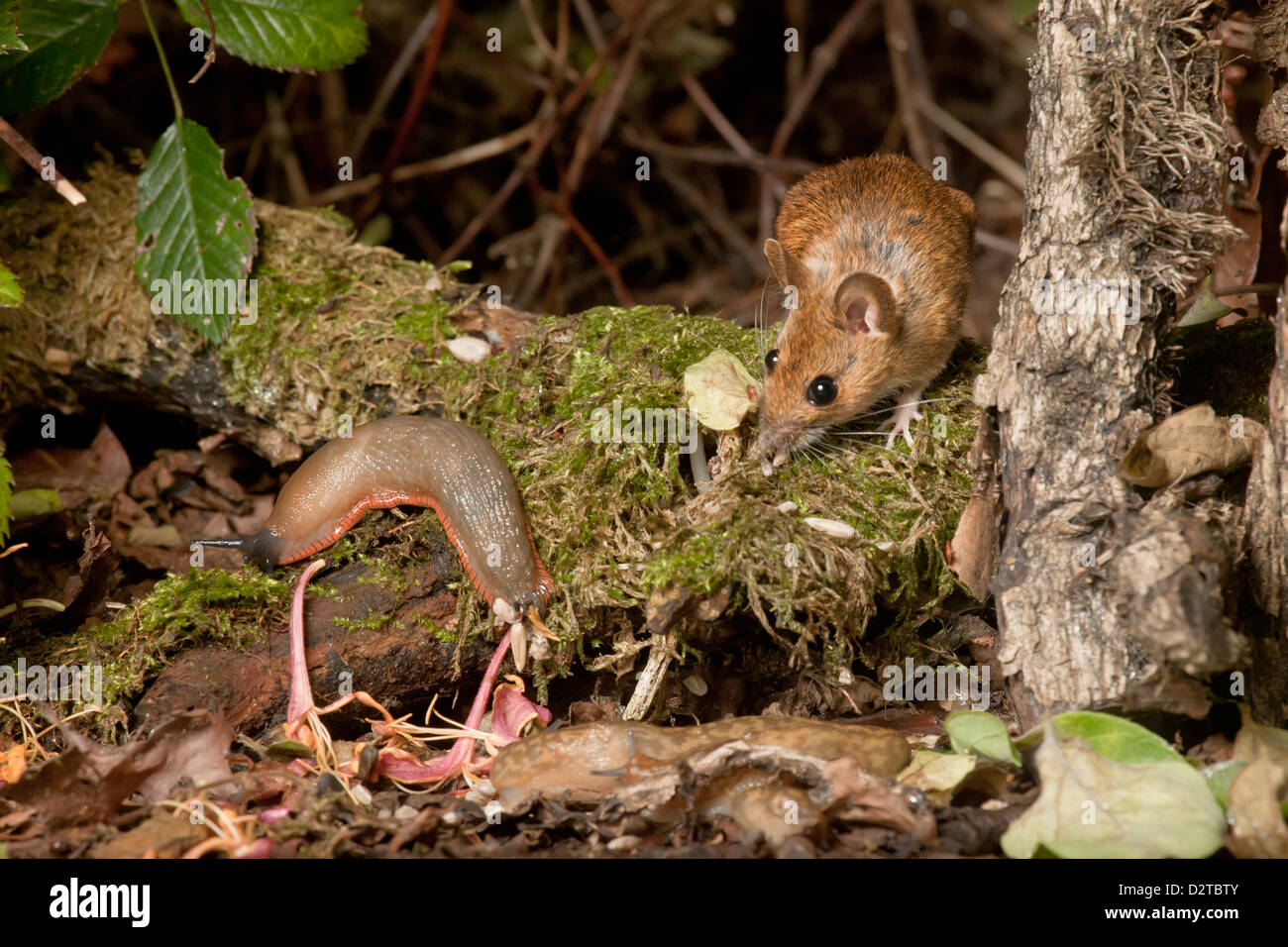 wood mouse watching slug Stock Photo - Alamy