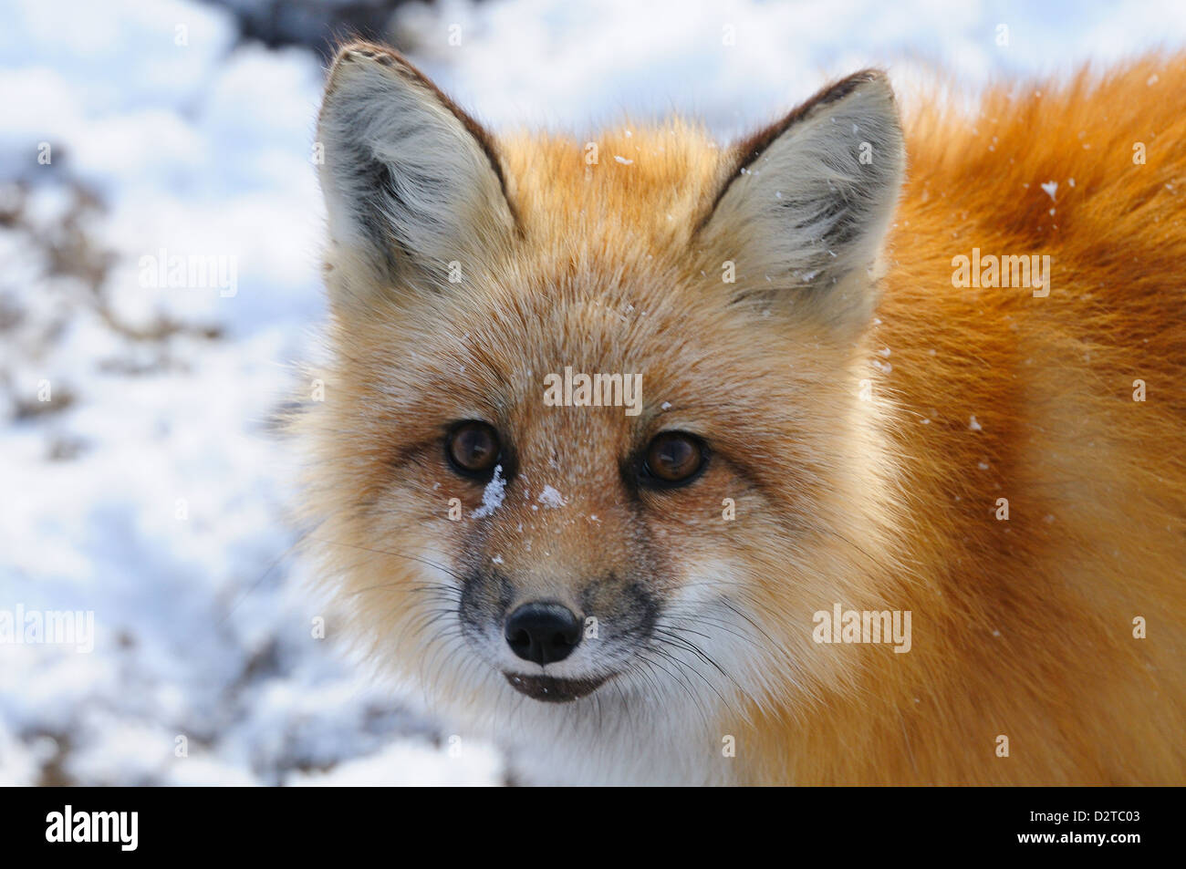 Red fox, Wapusk National Park, Manitoba, Canada, North America Stock ...