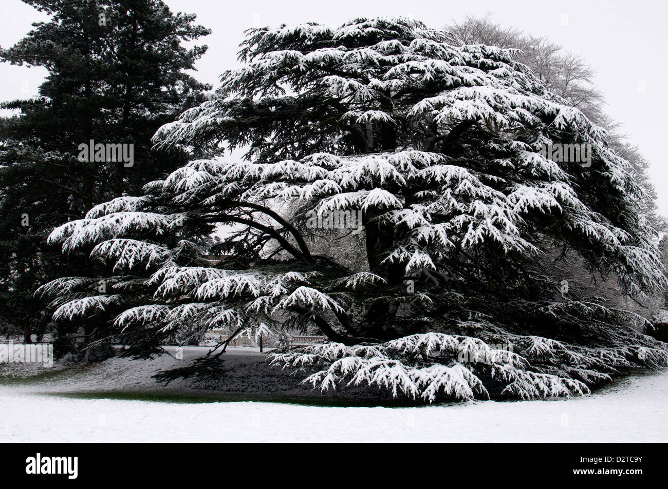 Mature cedar tree hi-res stock photography and images - Alamy