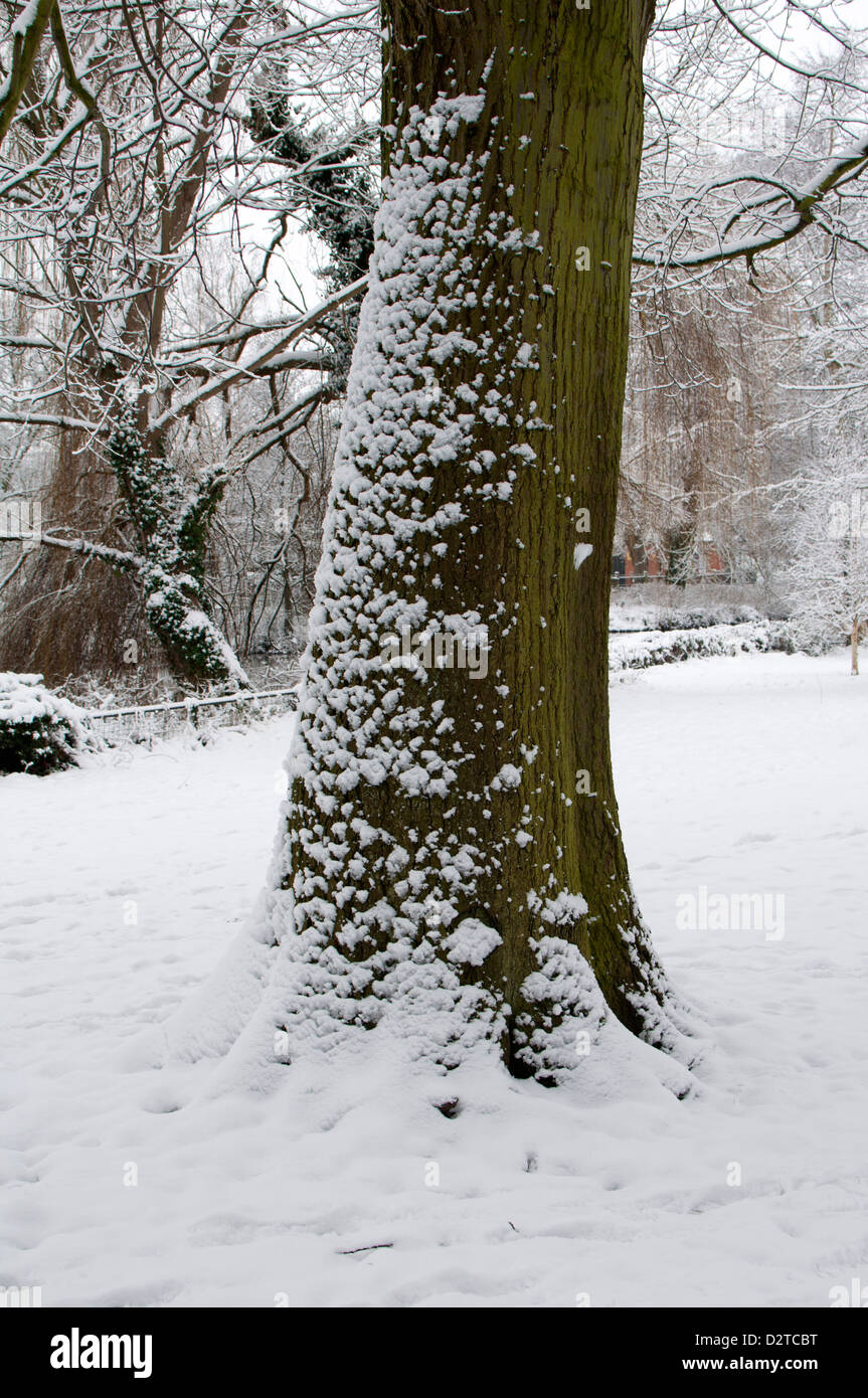 Tree in snow, Jephson Gardens, Leamington Spa, UK Stock Photo - Alamy