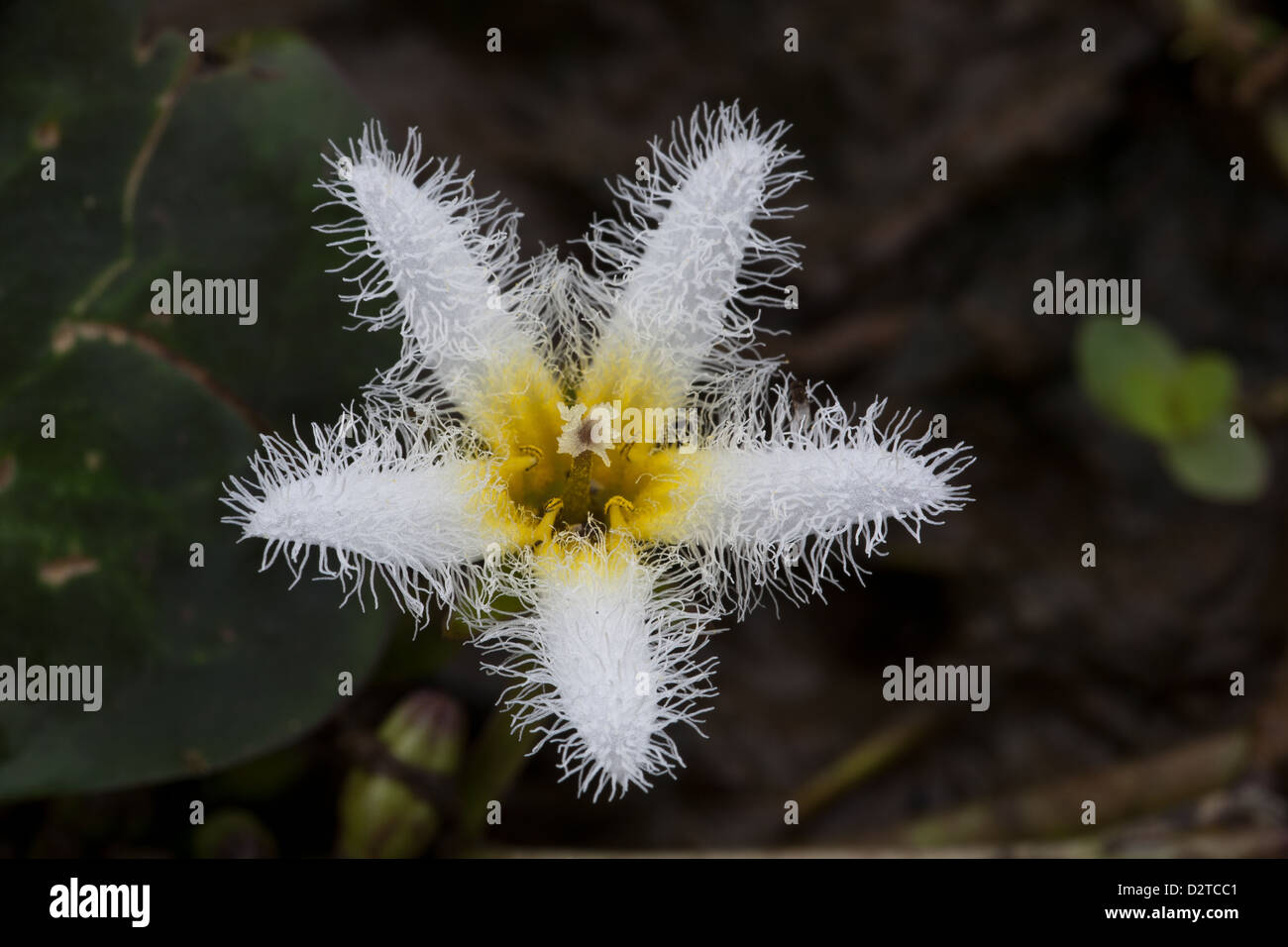 Beautiful water snowflake flower, Nymphoides indica, at Cienaga las ...