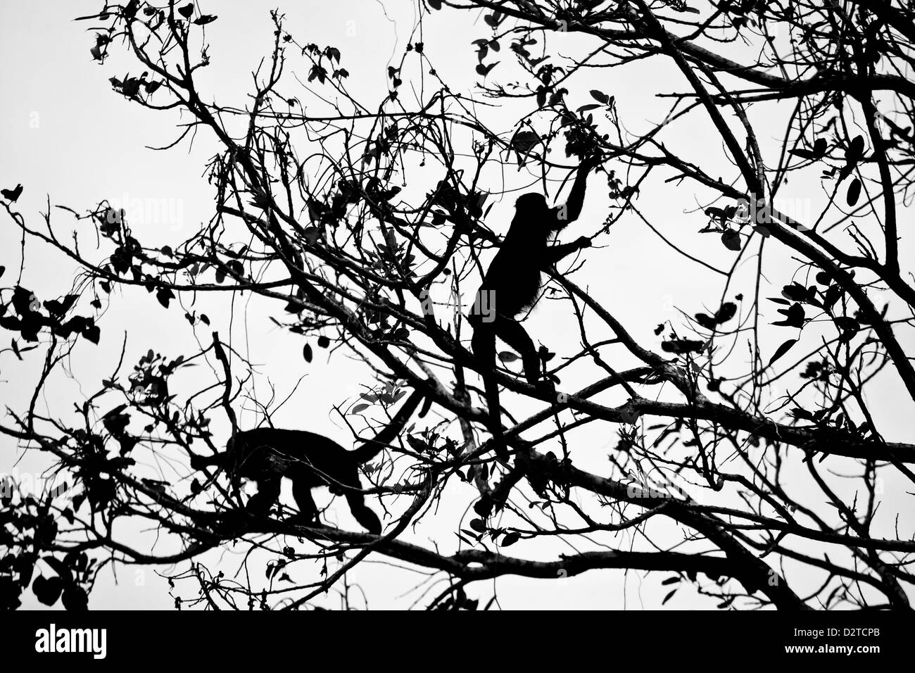 The silhouette of two Howler monkeys in Soberania national park ...