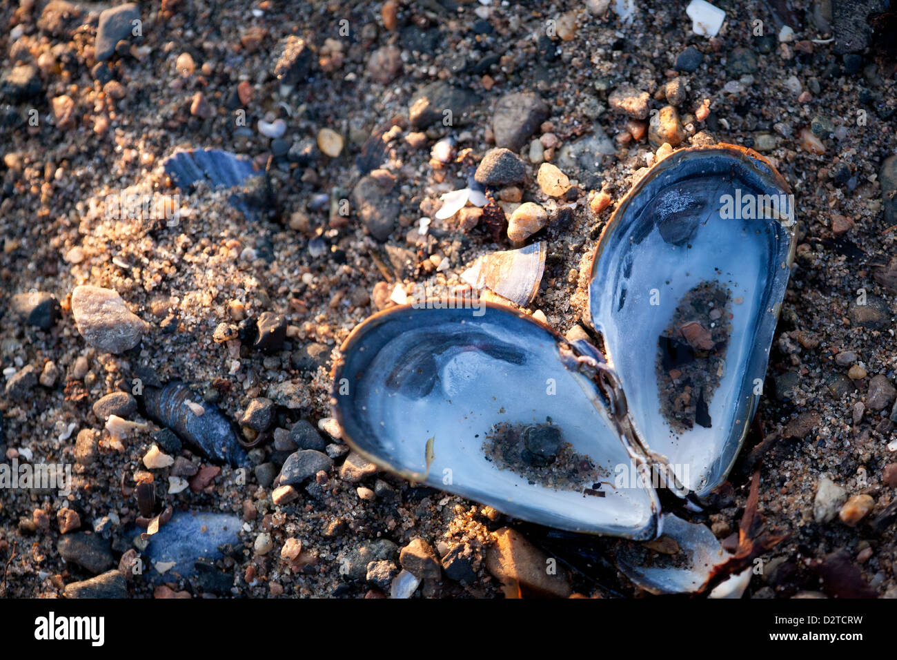 Blue mussel, Mytilus edulis, by the Oslofjord at Larkollen in Rygge ...