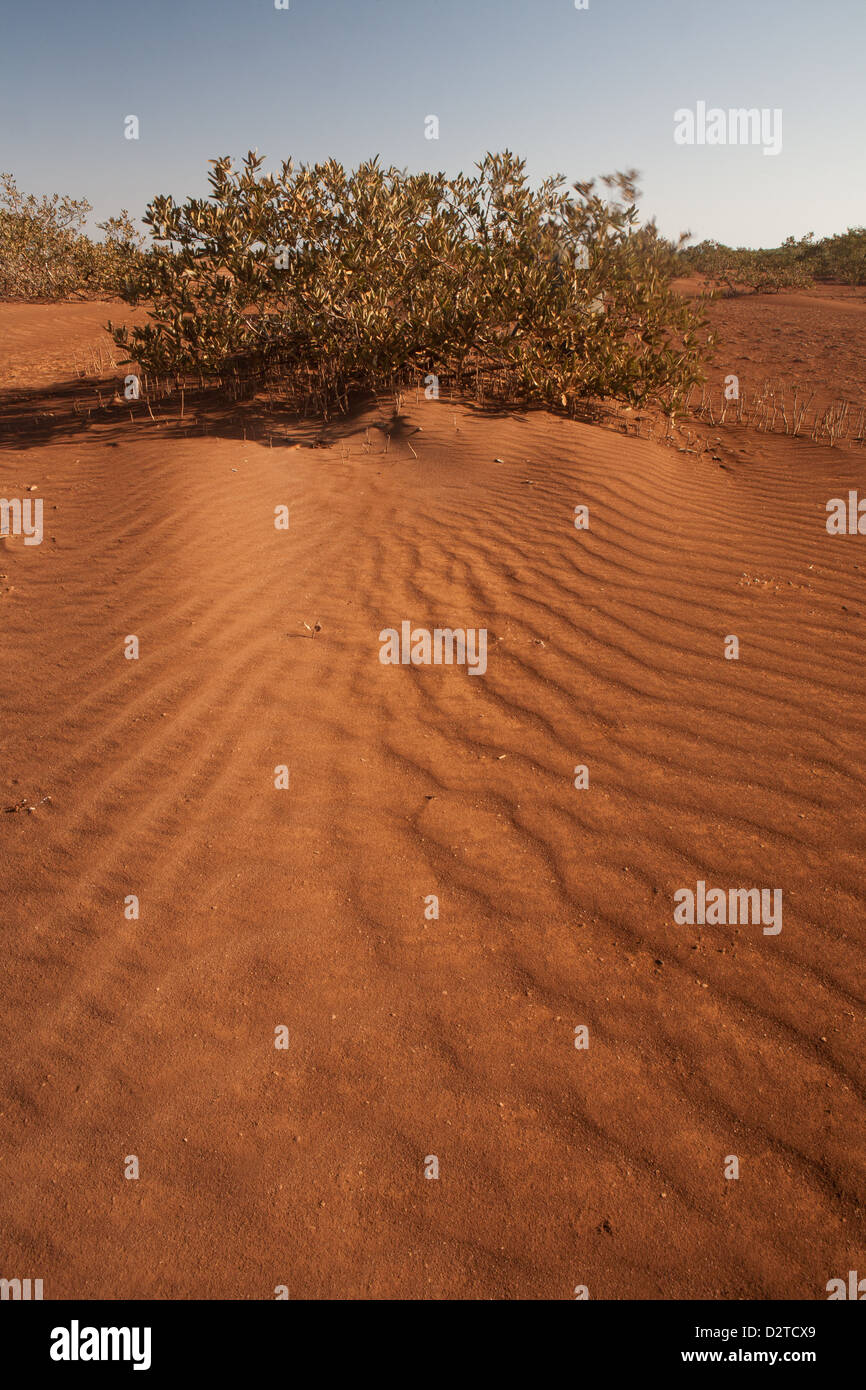 Sand dune in Sarigua national park (desert), Herrera province, Republic ...