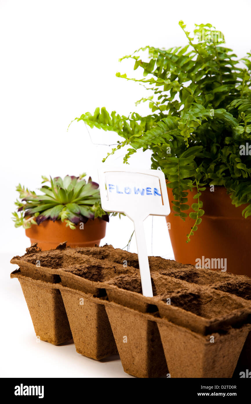 Garden concept, plants on white background Stock Photo - Alamy