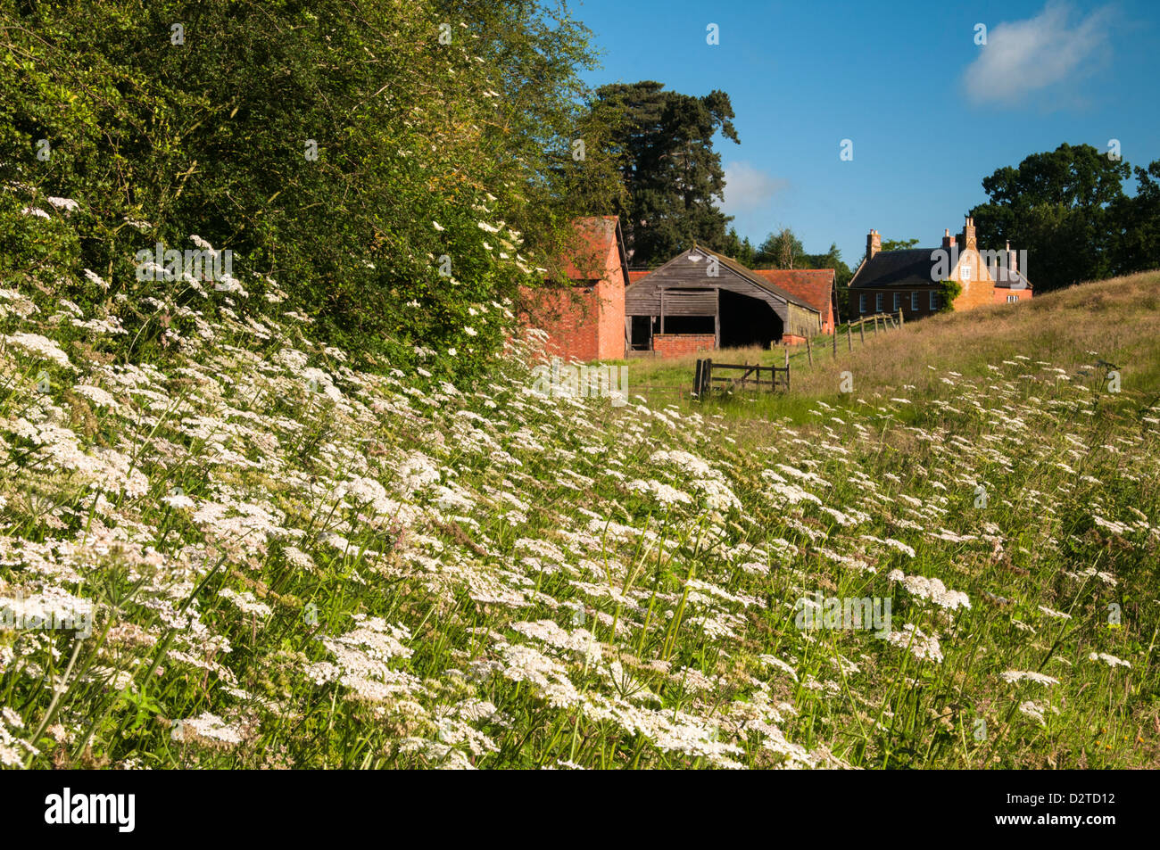 A swathe of wild plants growing within a hayfield with brick farm ...