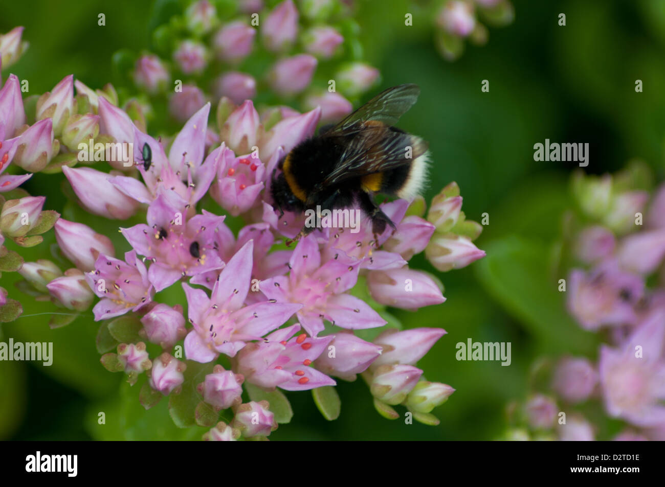 bumble bee on pink flower Stock Photo - Alamy