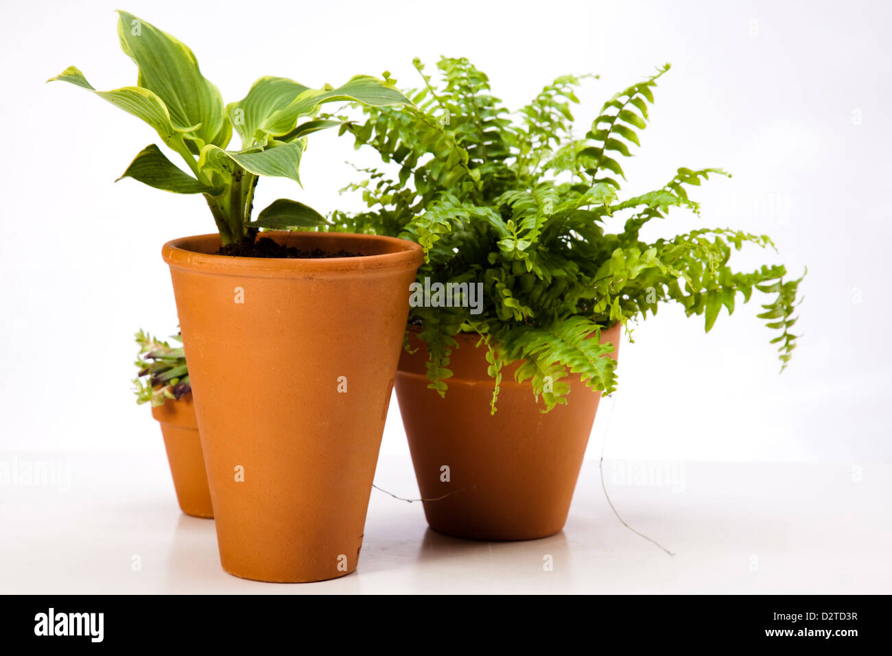 Garden concept, plants on white background Stock Photo - Alamy