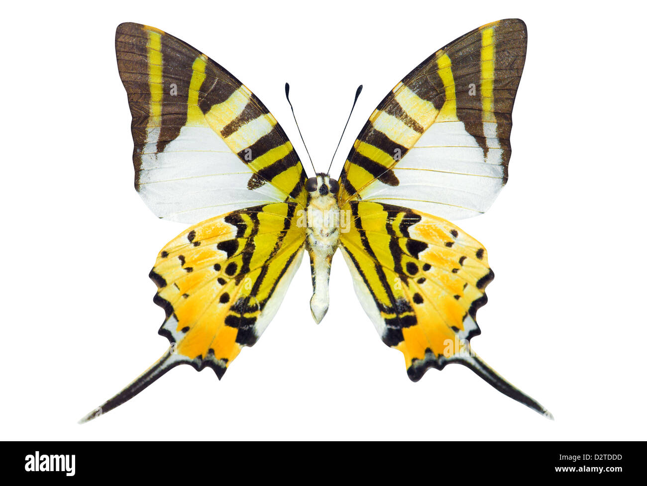 The Five Bar Swordtail butterfly isolated on white background Stock ...