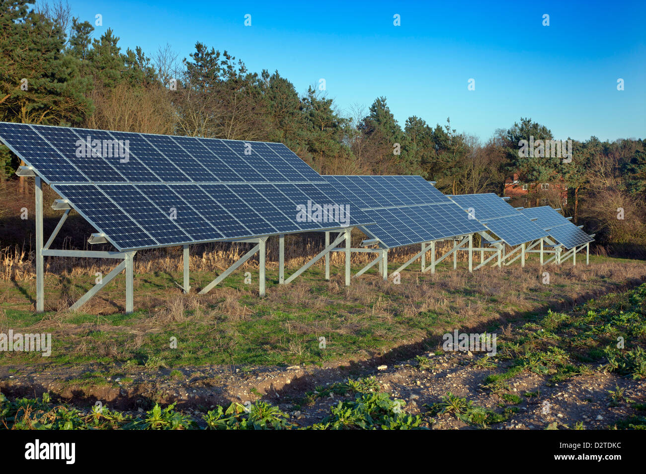 Solar panels on farm headland on the edge of sugar beet crop Norfolk ...