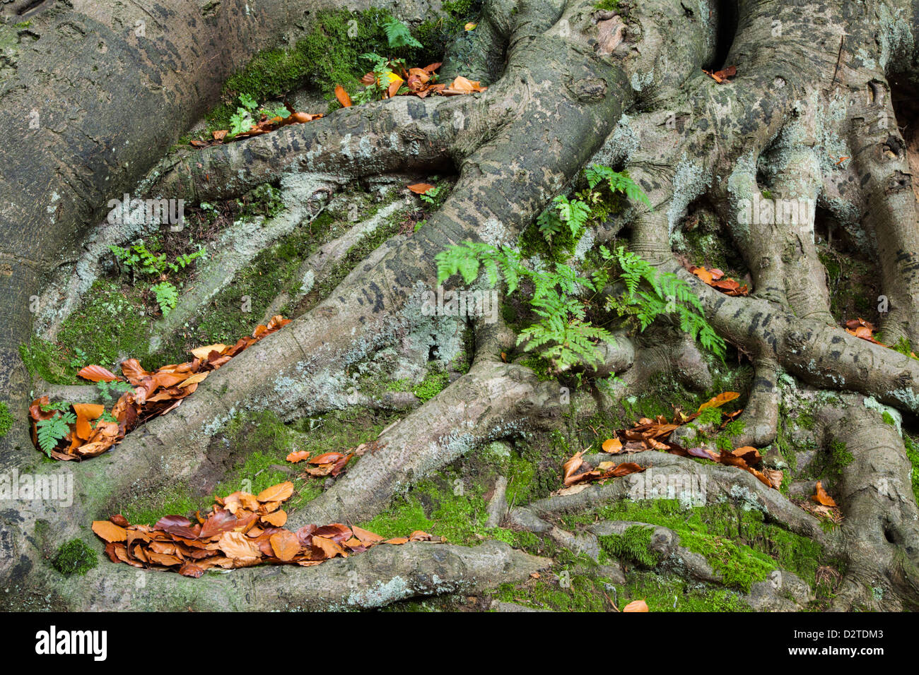 Exposed tree root system hi-res stock photography and images - Alamy