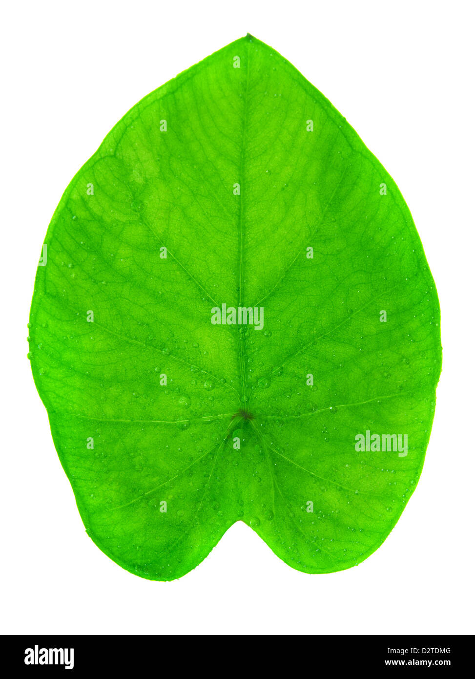 Yam leaf macro full length isolated on white Stock Photo - Alamy