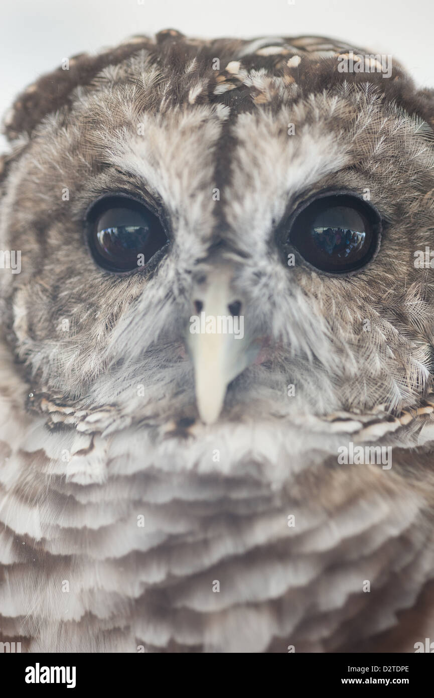 Owl research hi-res stock photography and images - Alamy