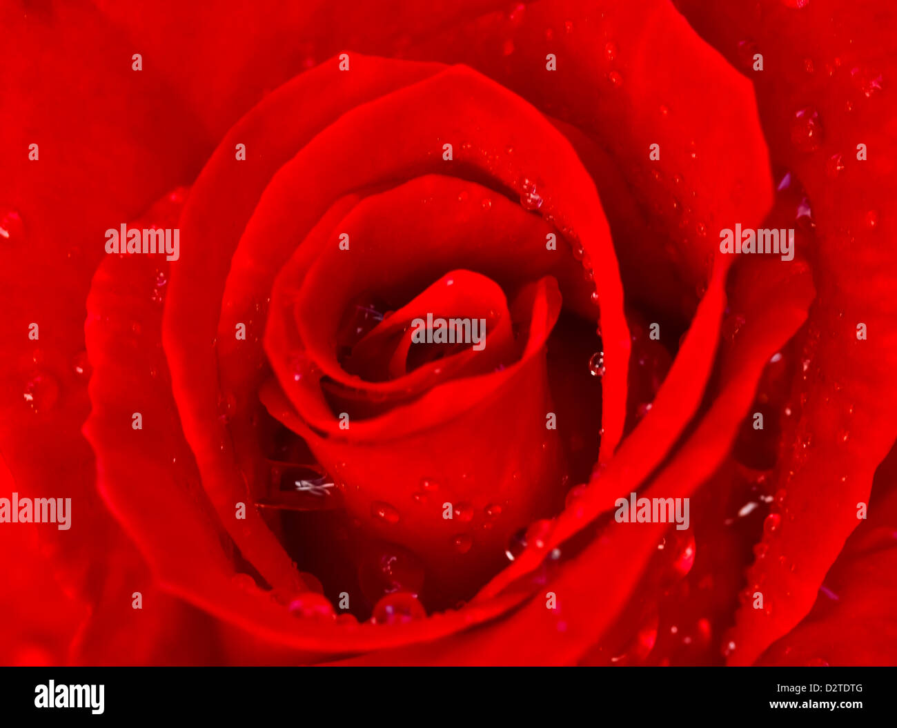 Macro image of dark red rose with water droplets Stock Photo - Alamy