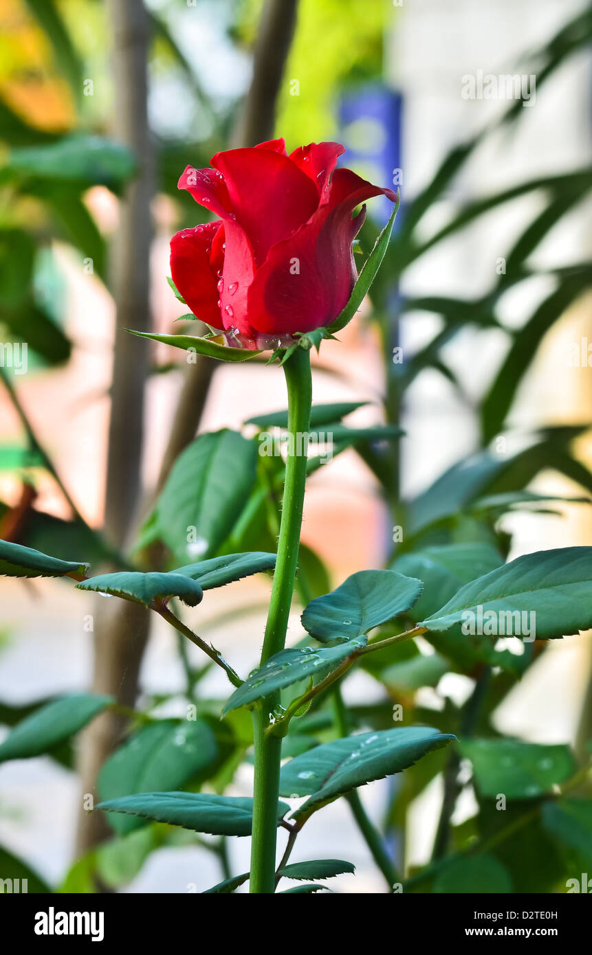 red rose' bud with water droplets Stock Photo - Alamy