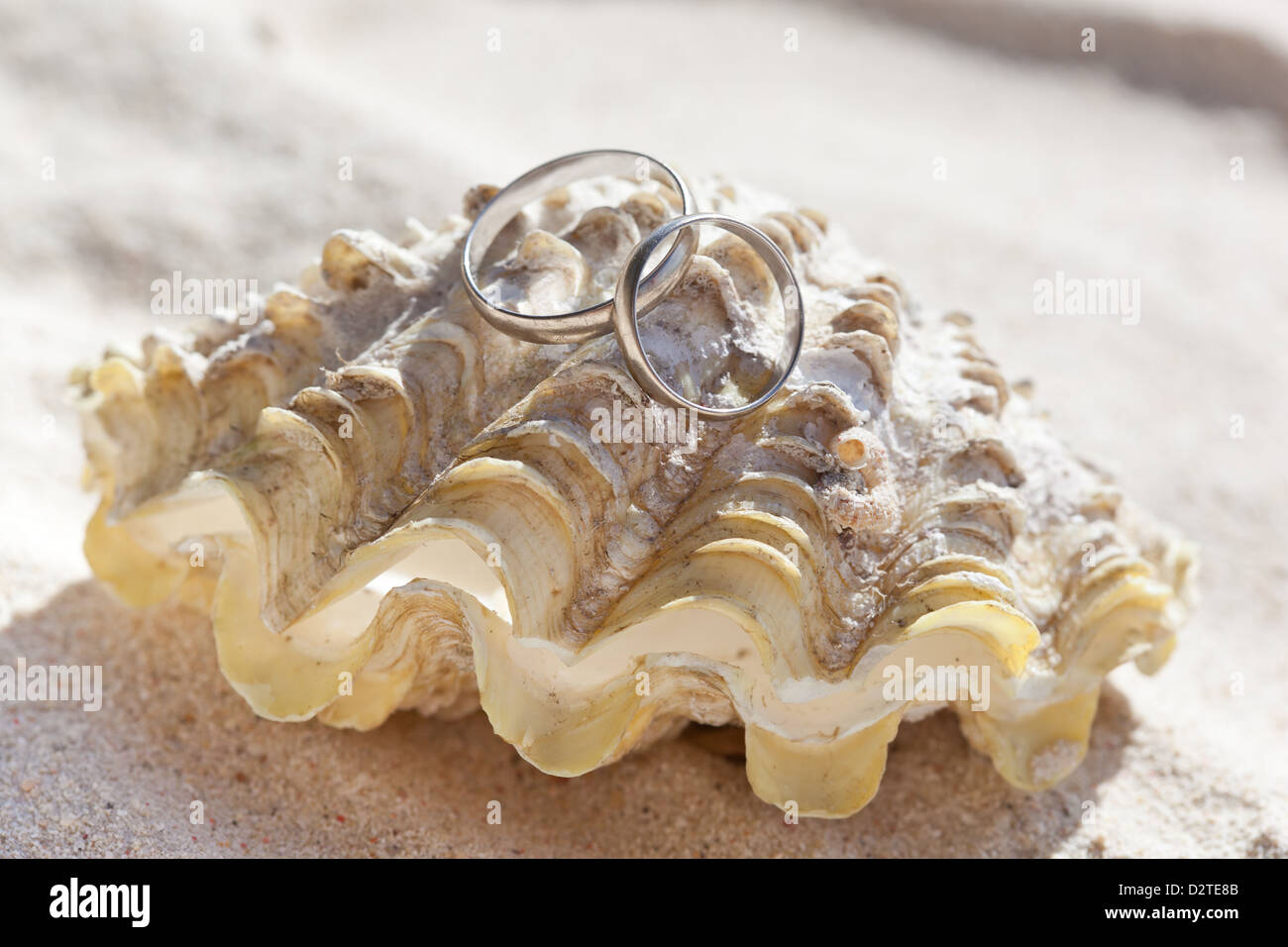 Celebration Valentine's day on beach, rings on shell Stock Photo - Alamy