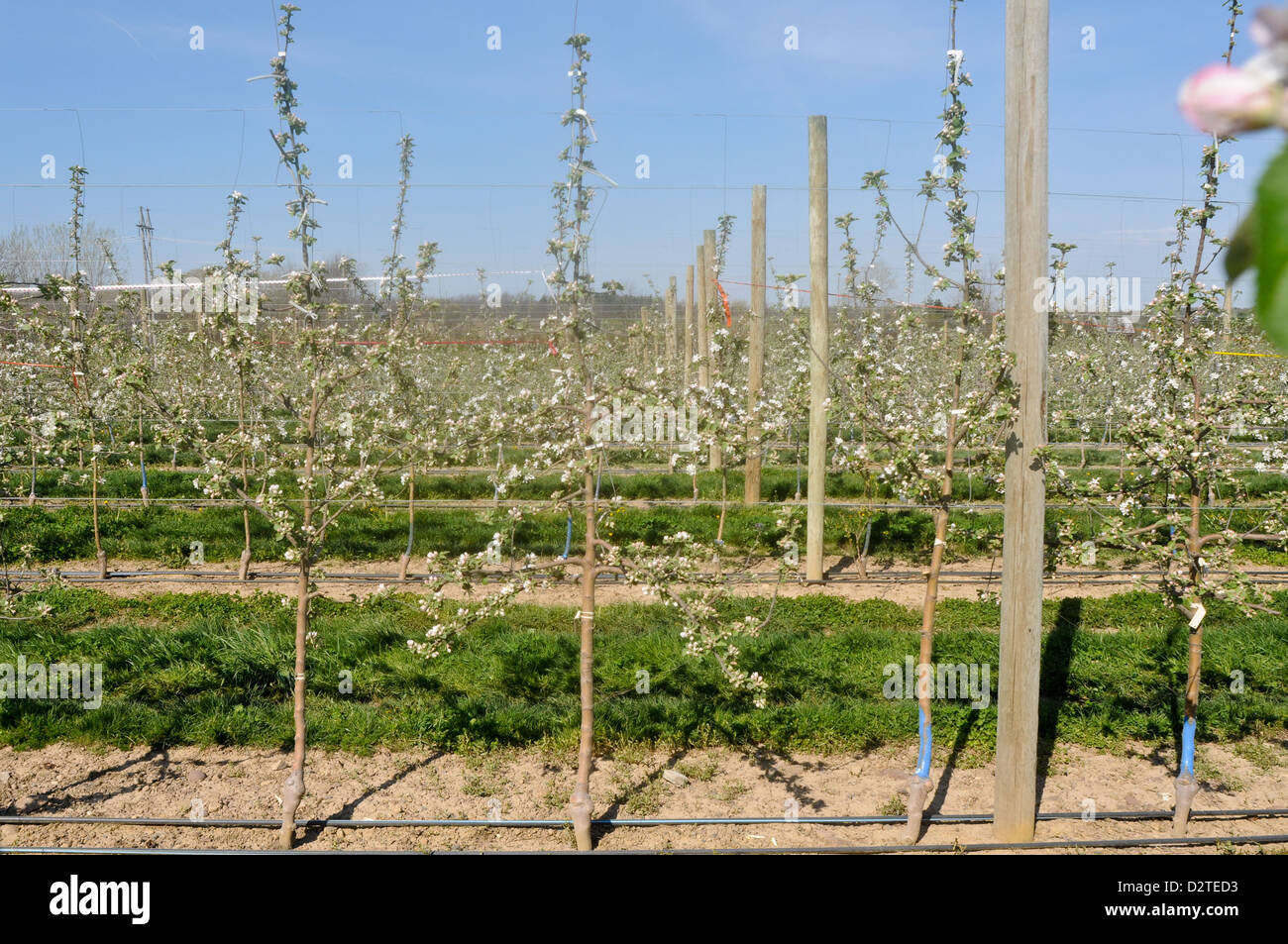 tall spindle apple tree in the spring Stock Photo - Alamy