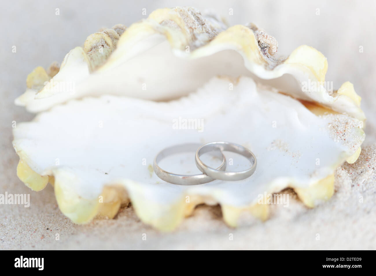 Celebration Valentine's day on beach, rings on shell Stock Photo - Alamy